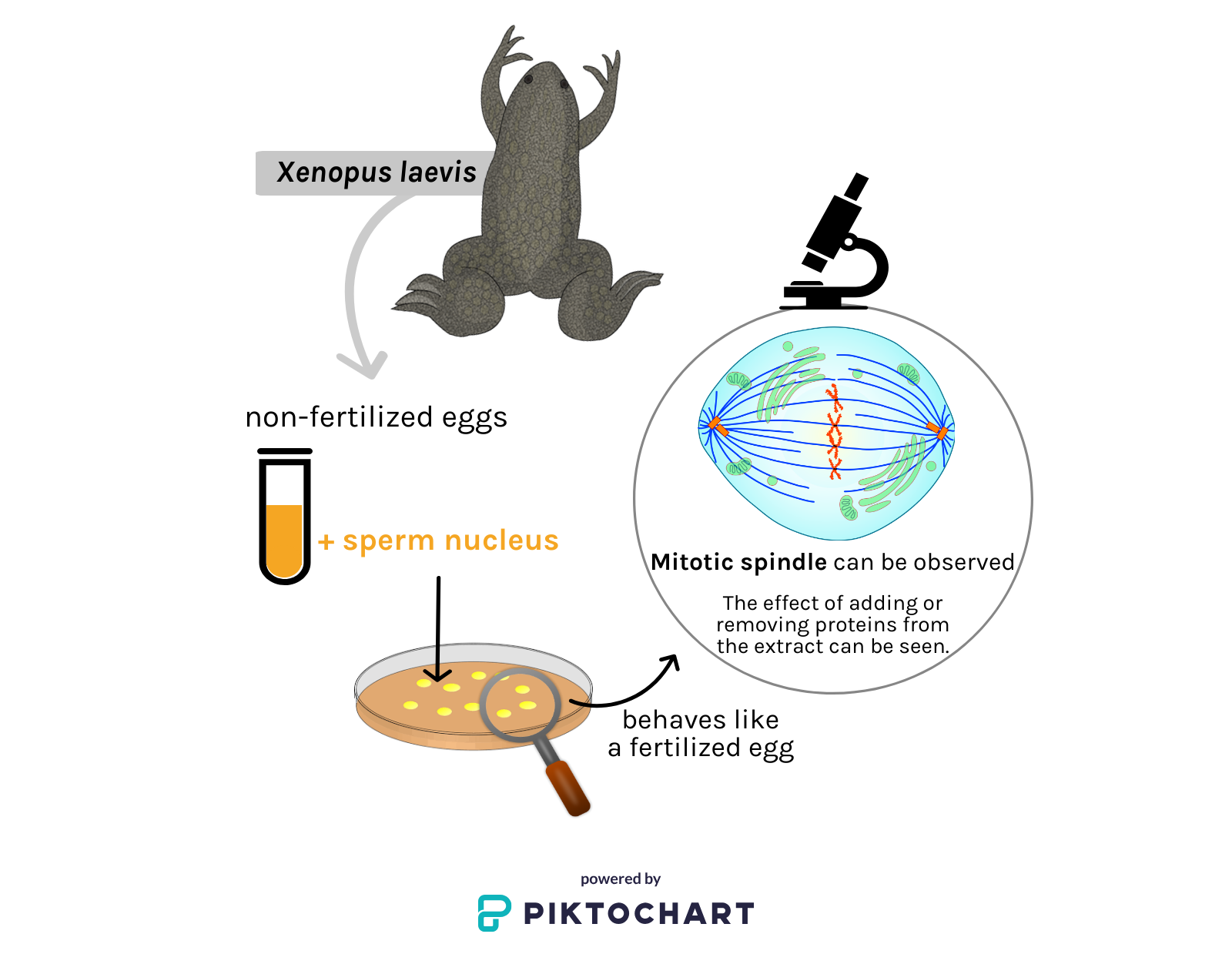 Studying cell division in frogs - El·lipse