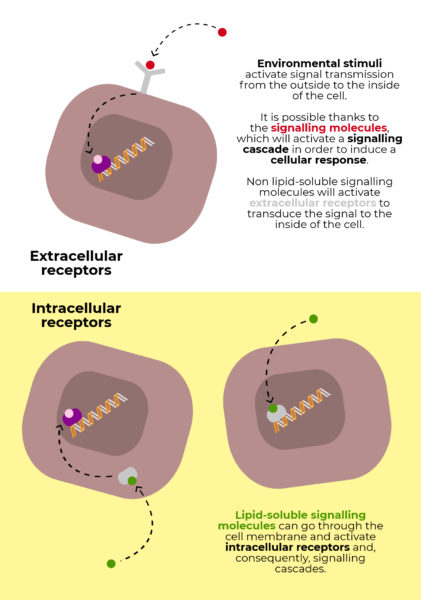 Signal transduction: How the cellular communication network works - El ...