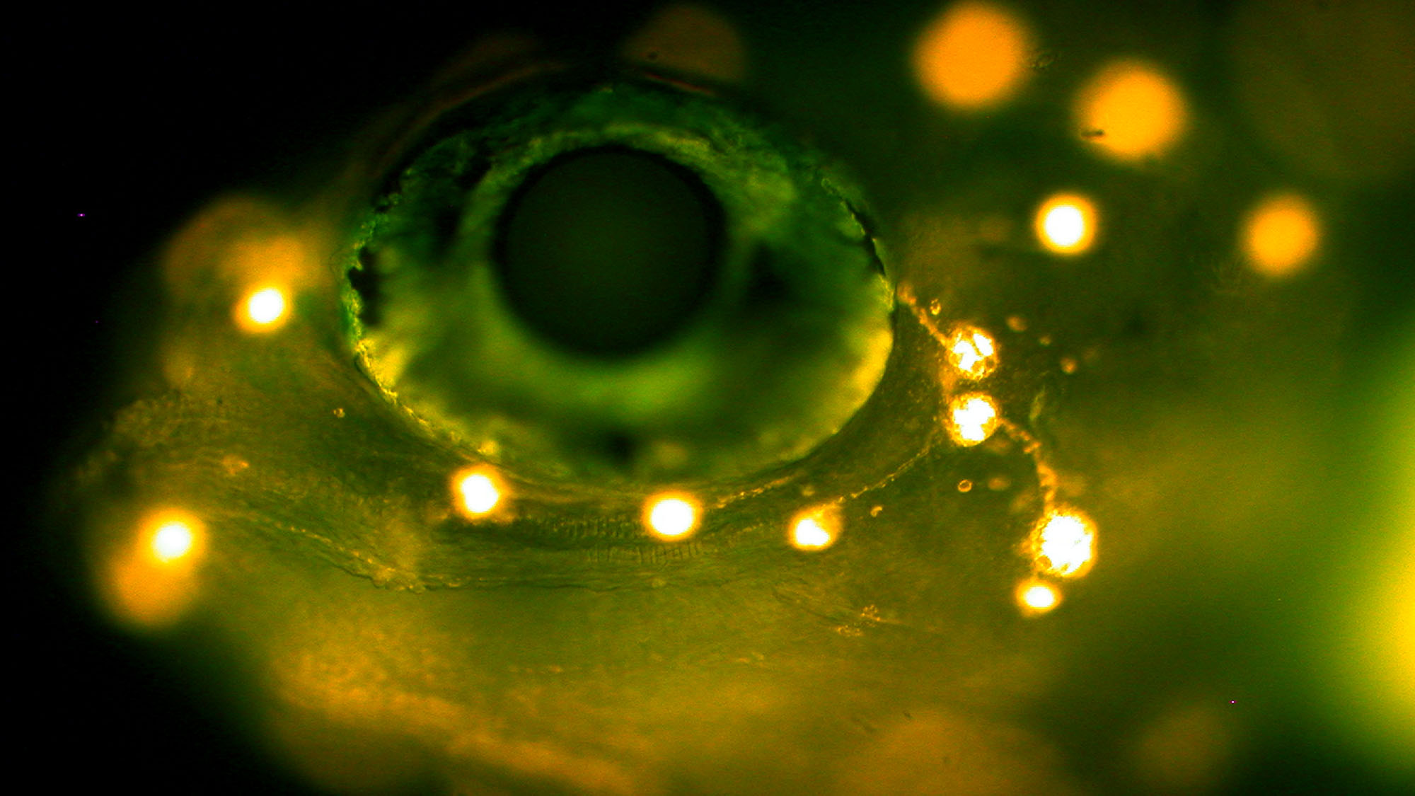 La línea lateral del pez cebra - El·lipse