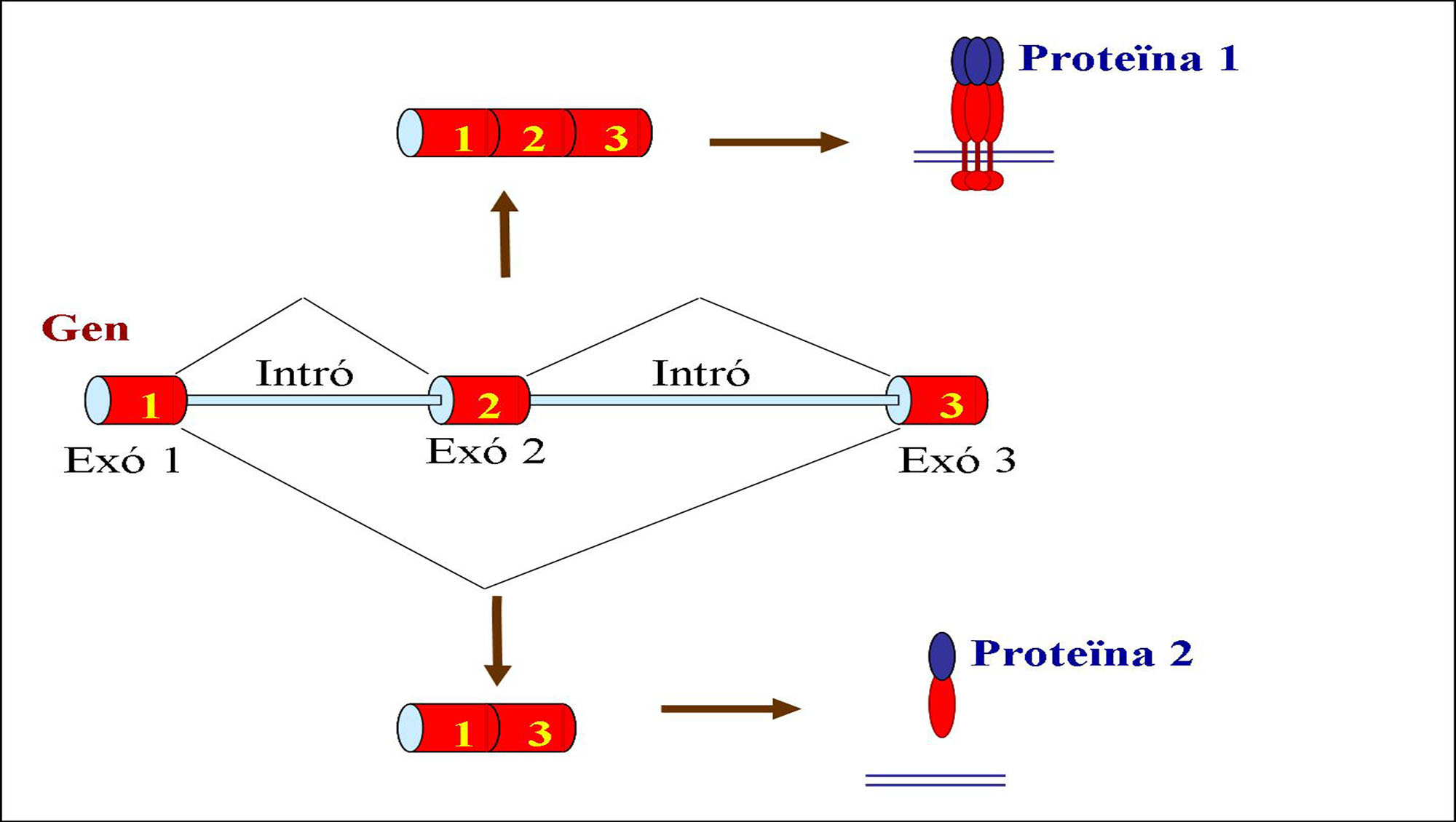 Splicing o empalme - El·lipse