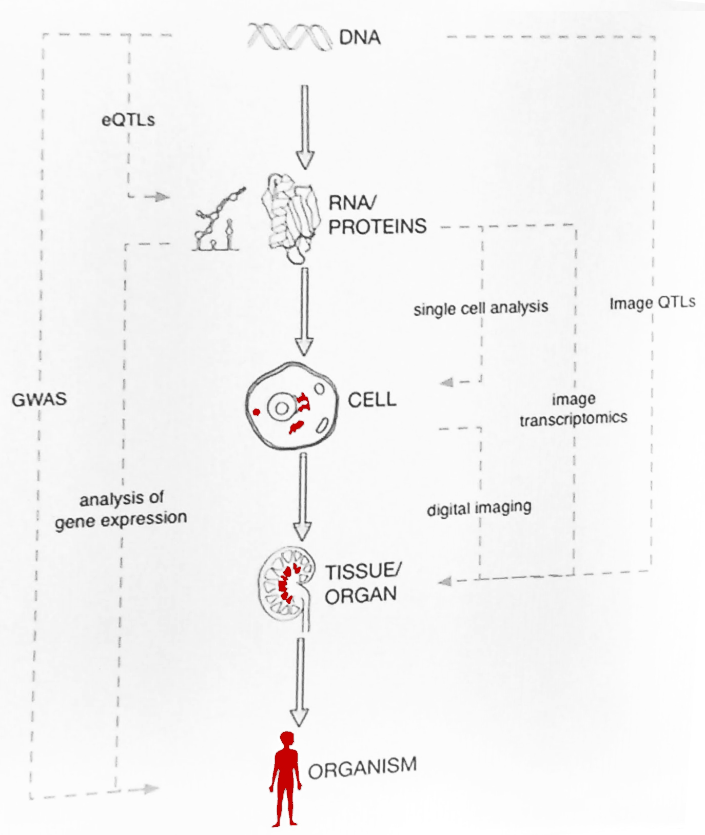 The hidden information in the human genome: from function to evolution ...