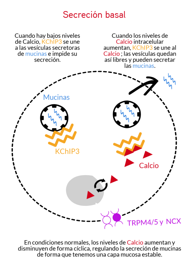 Controlar la cantidad de mucinas para tratar enfermedades respiratorias ...