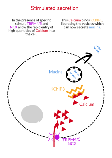 Learning to control mucous production gives clues to treating colon and ...