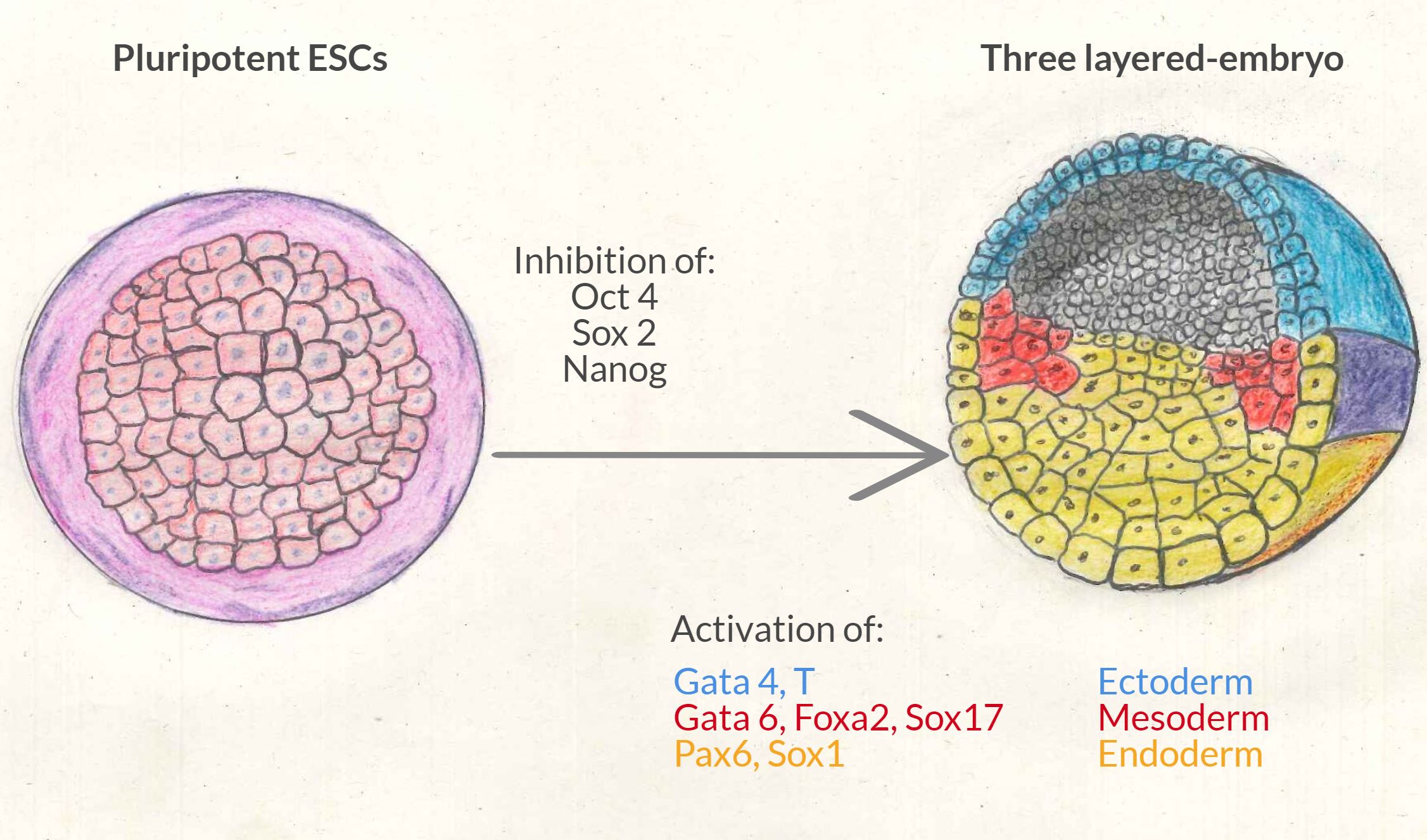 Key Player Of Embryonic Stem Cells Differentiation Found El lipse Key Player Of Embryonic Stem Cells Differentiation Found El lipse