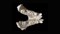 Paleoproteomics takes us back 2 million years and solves the mystery of ...