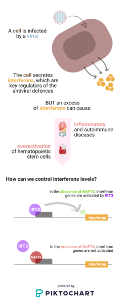 New key element to control interferons during the immune response - El ...