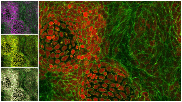 Cellular roses - El·lipse