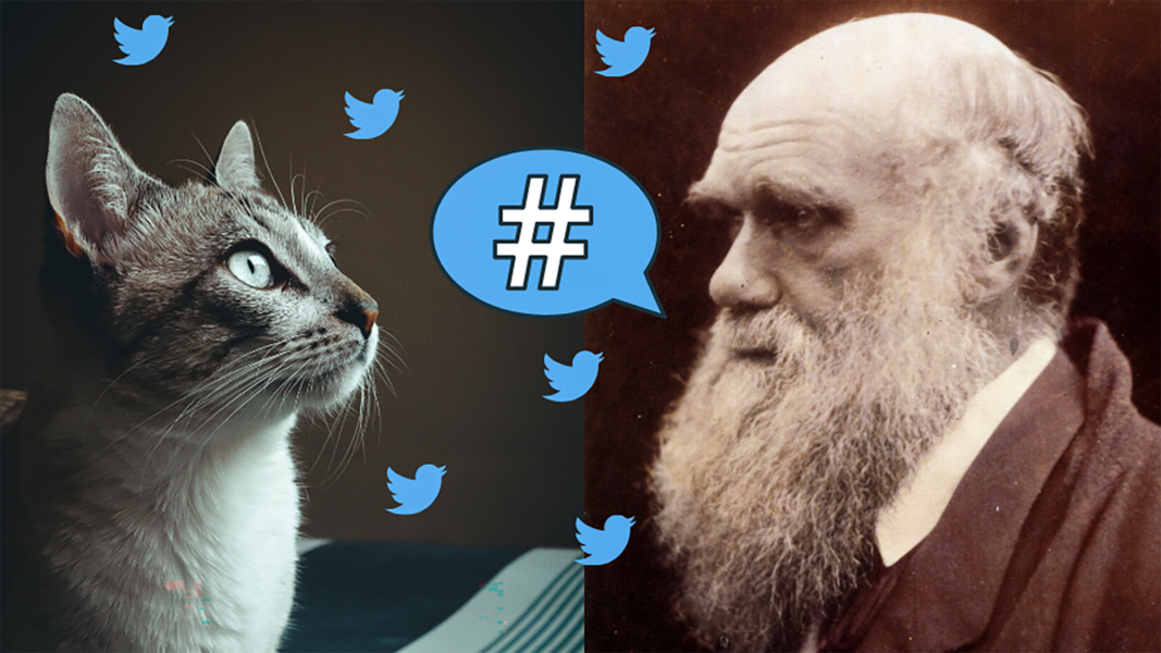 Cat pics, chonky bois and Charles Darwin: what evolutionary biology can ...
