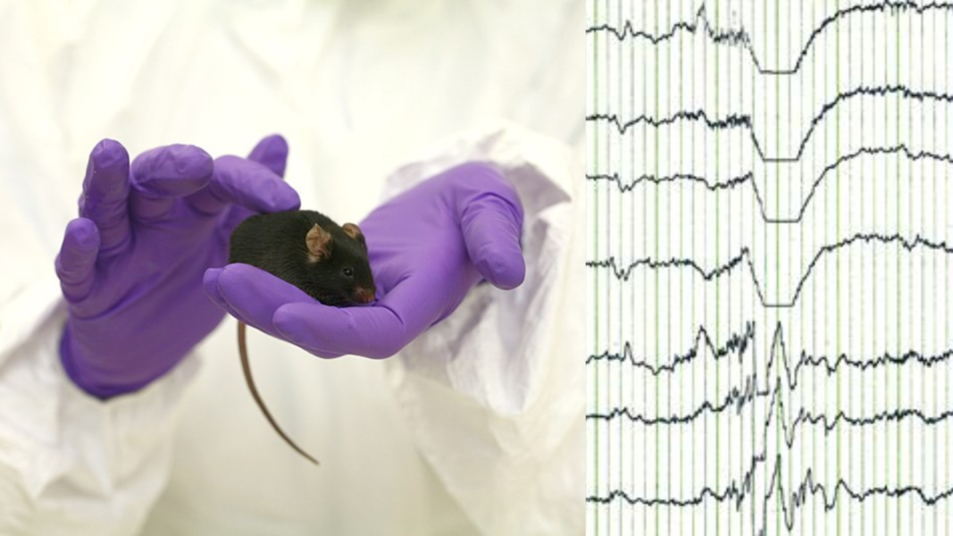 Describen las alteraciones de memoria en ratones con síndrome de Down ...