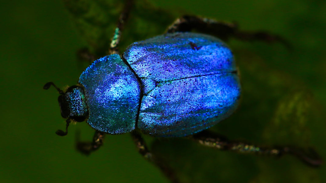 What the evolution of beetles can tell us about the effects of climate ...