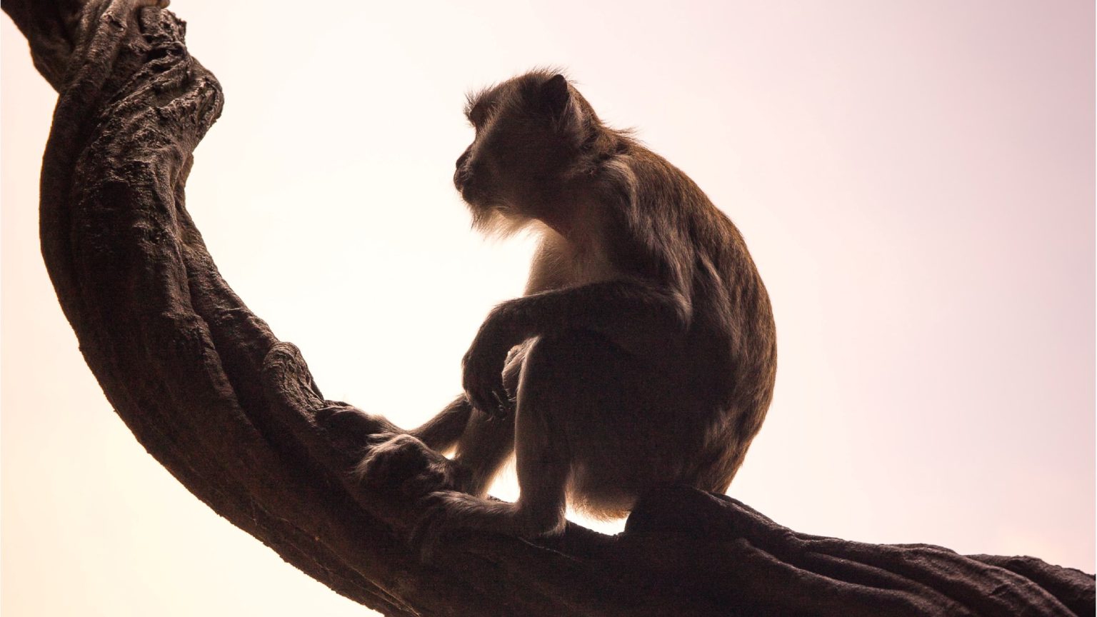 Scientists complete the first cellular atlas of a macaque monkey - El·lipse