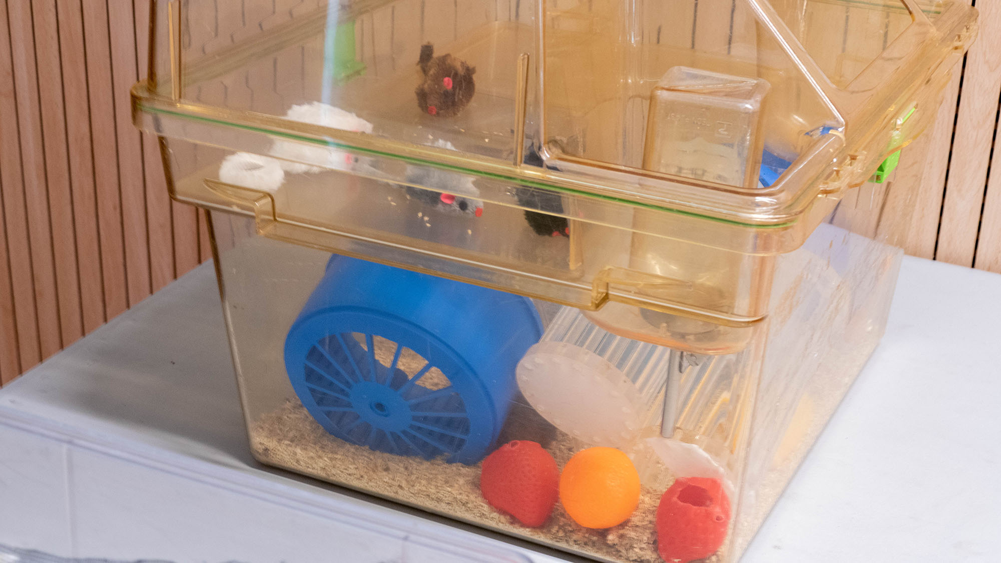 Biomedical Research With Animals An Activity For High School Students Biomedical Research With Animals An Activity For High School Students