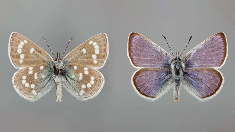 The genome of an extinct butterfly provides clues for conservation - El ...