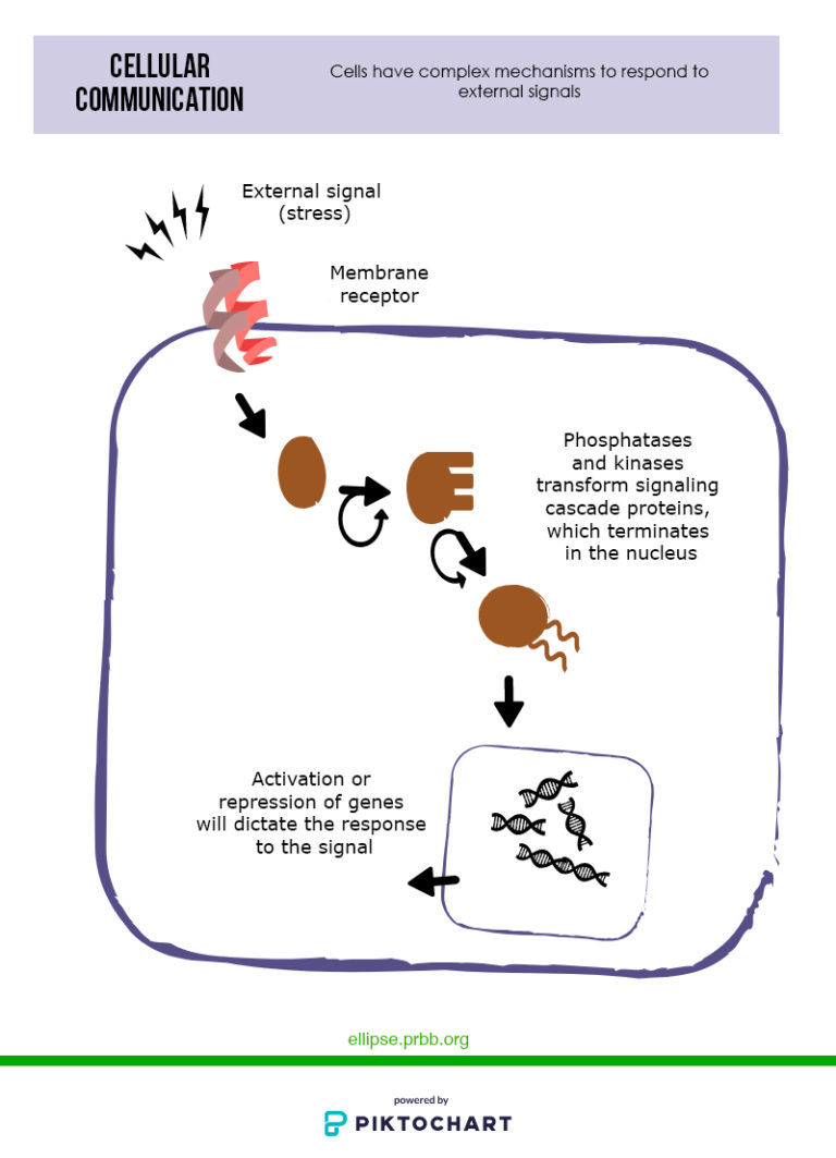 Molecular language: how cells communicate - El·lipse