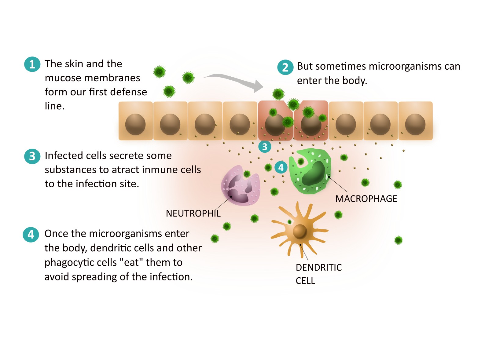 Immune system: how does our defence system work? - El·lipse
