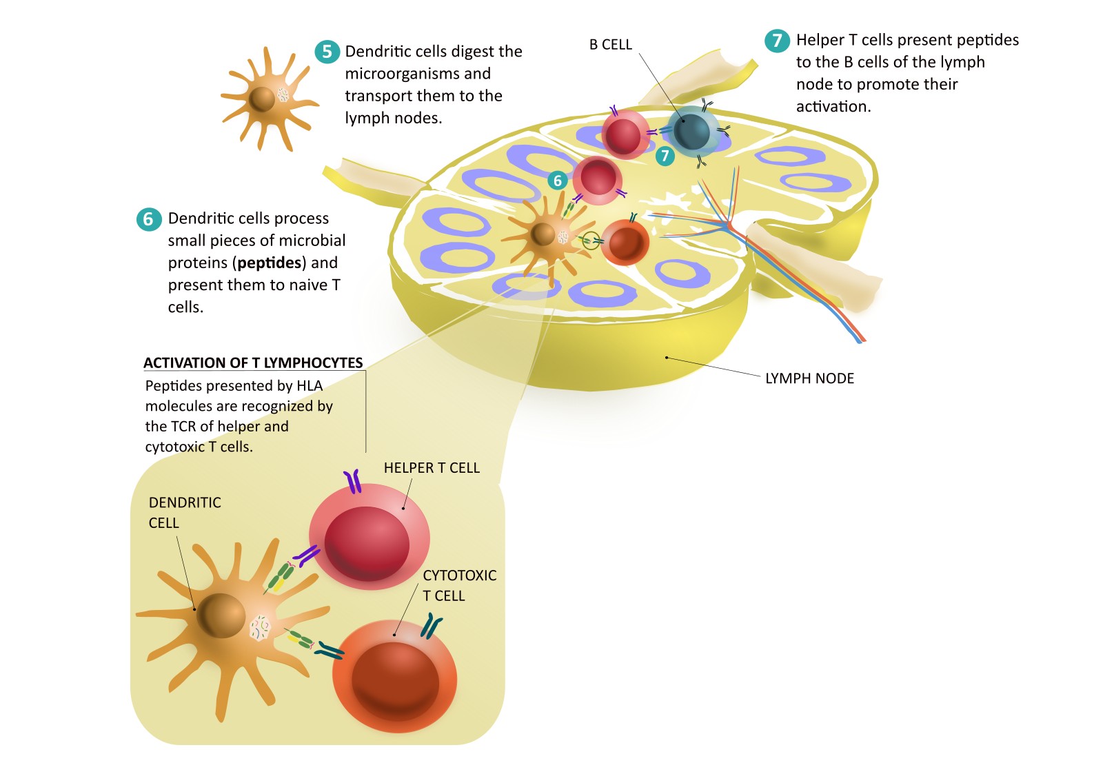 Immune system: how does our defence system work? - El·lipse
