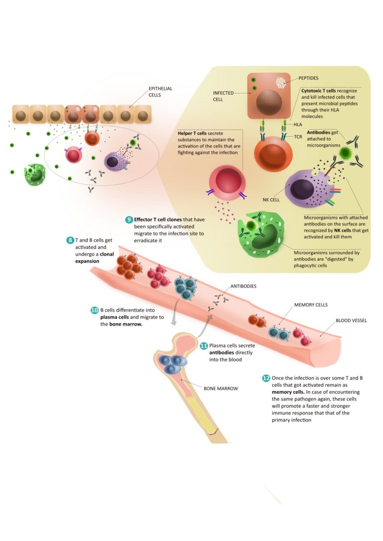 Immune system: how does our defence system work? - El·lipse