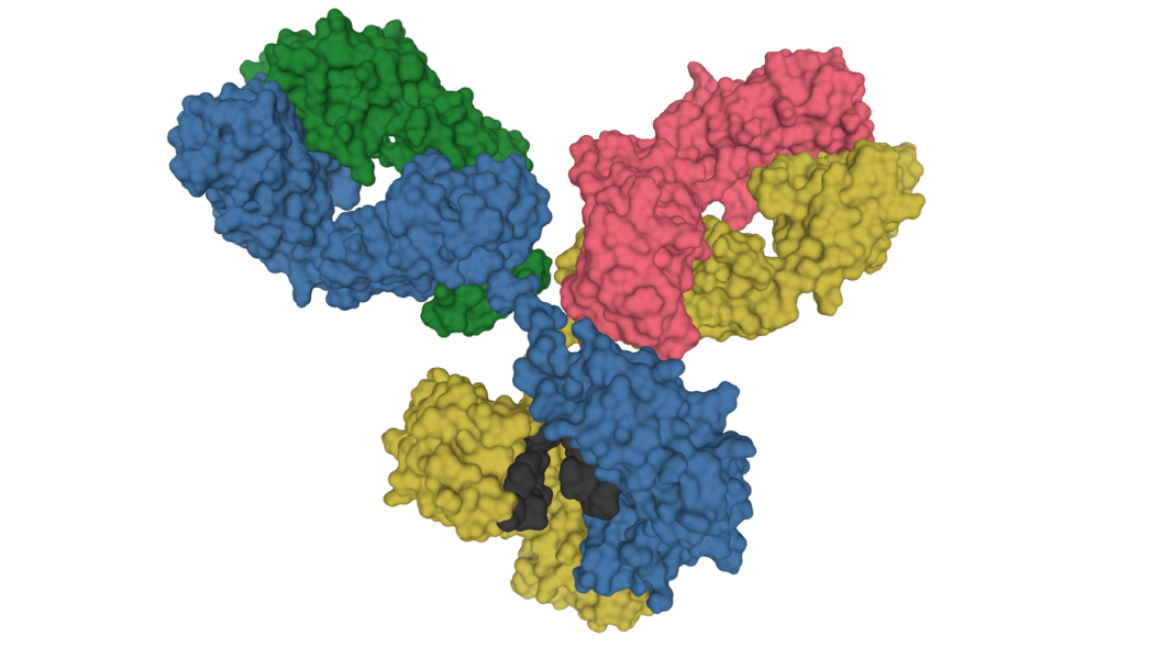 Lenguaje molecular: cómo se comunican las células - El·lipse