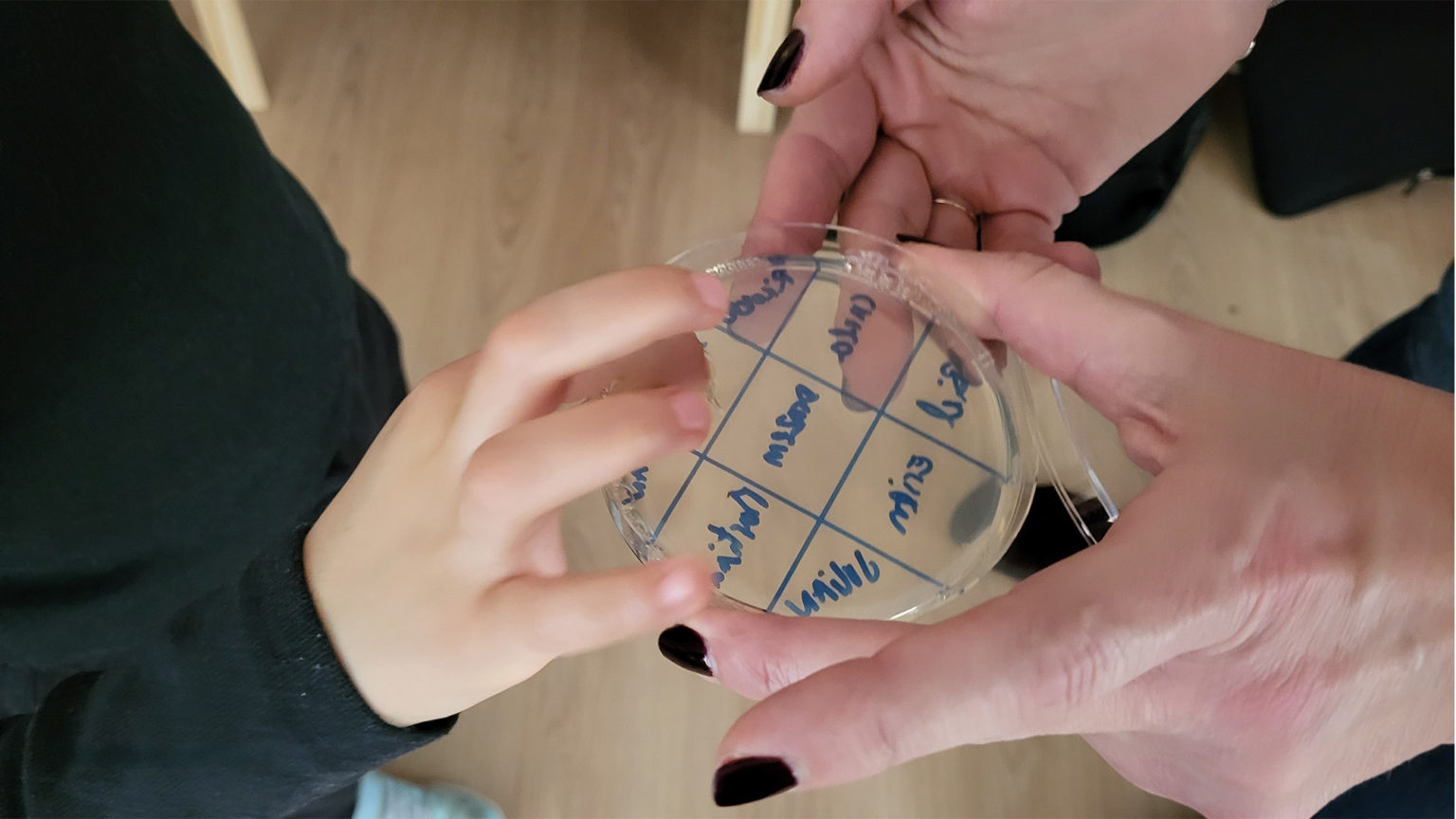 Cultivando células para la investigación - El·lipse